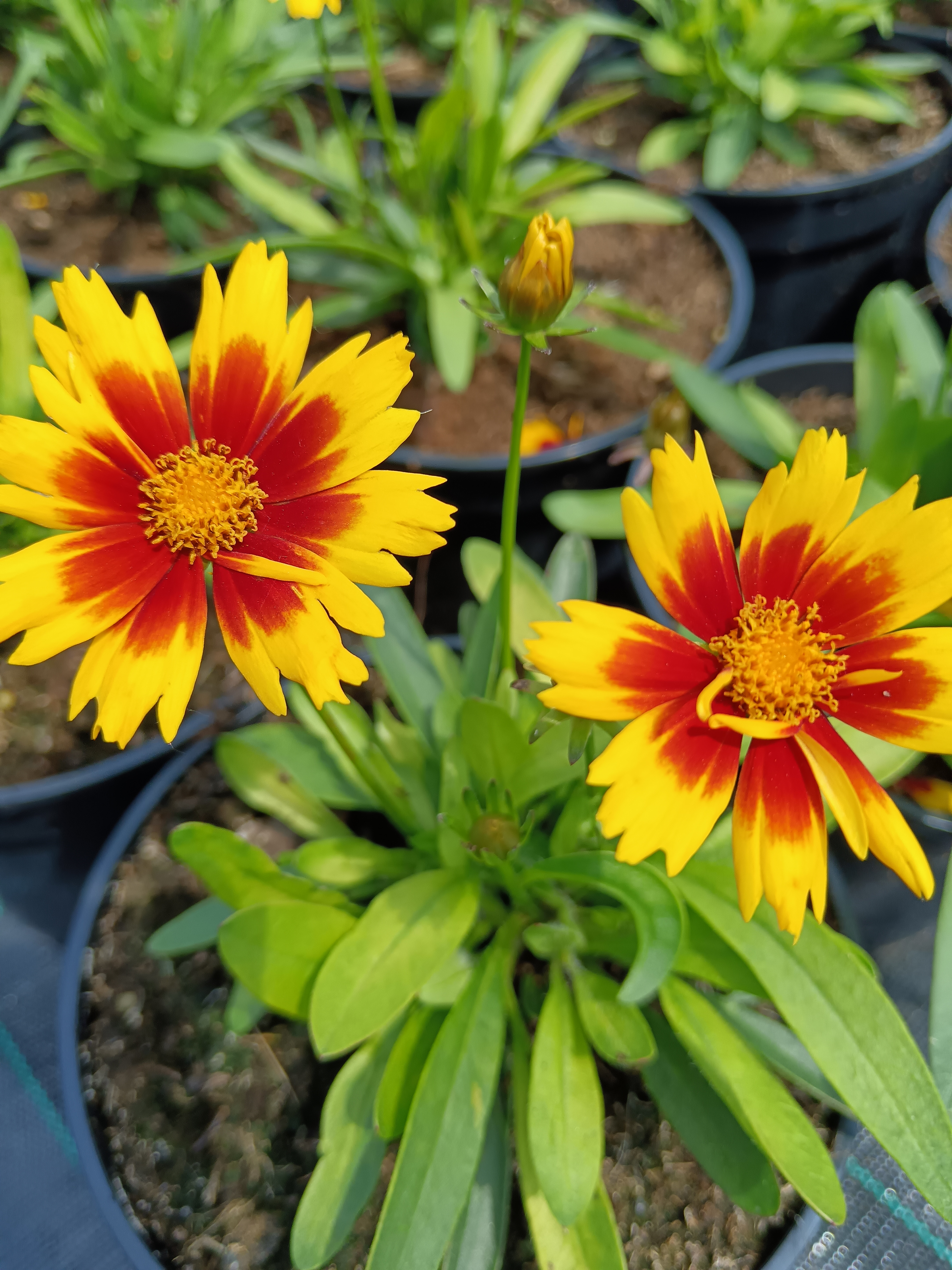 Menyecskeszem (Coreopsis grandiflora UpTick Gold and Bronze) copy ...