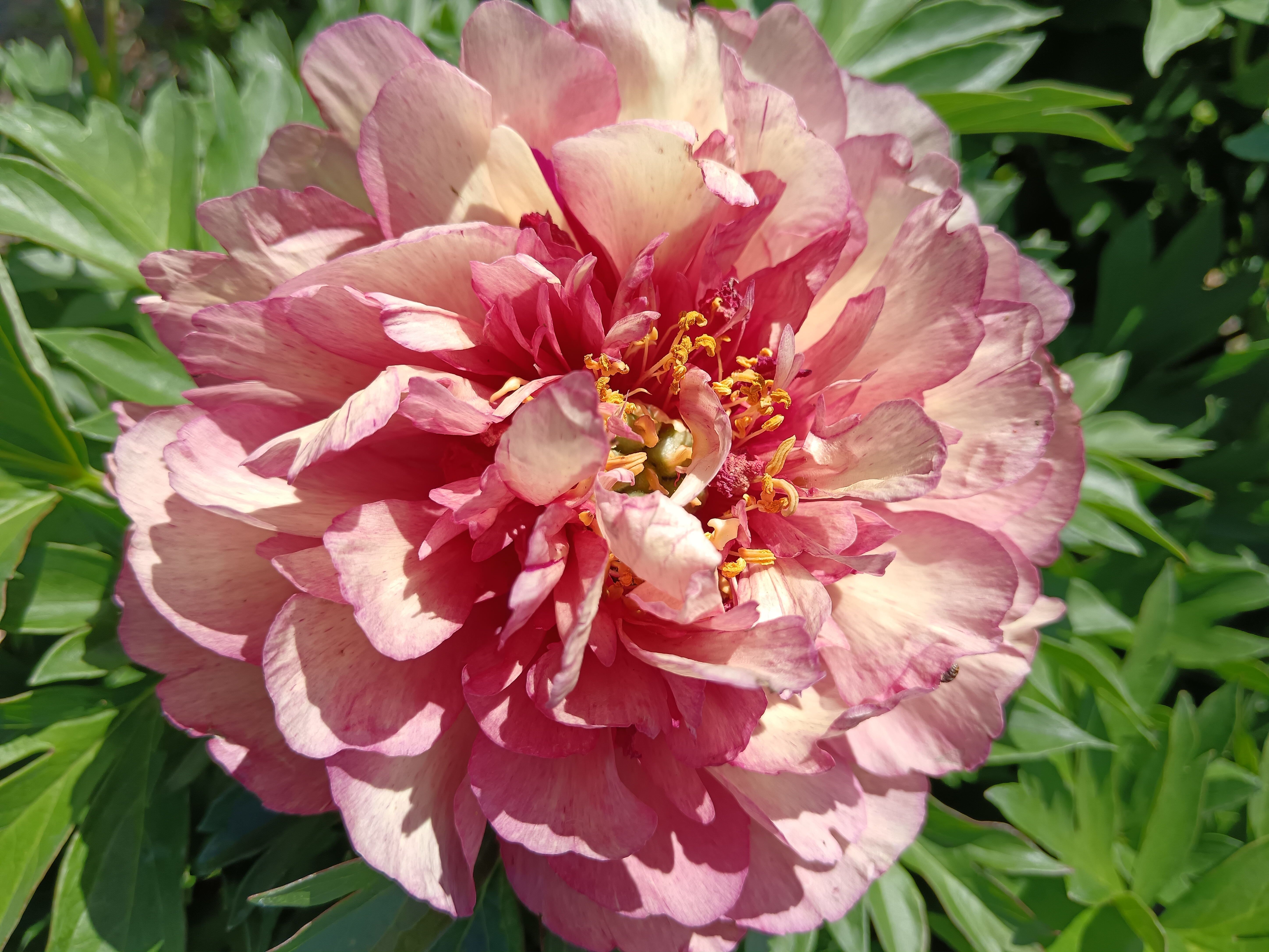 Fás bazsarózsa (Paeonia ITOH Hillary) copy - Kolibri kertészet