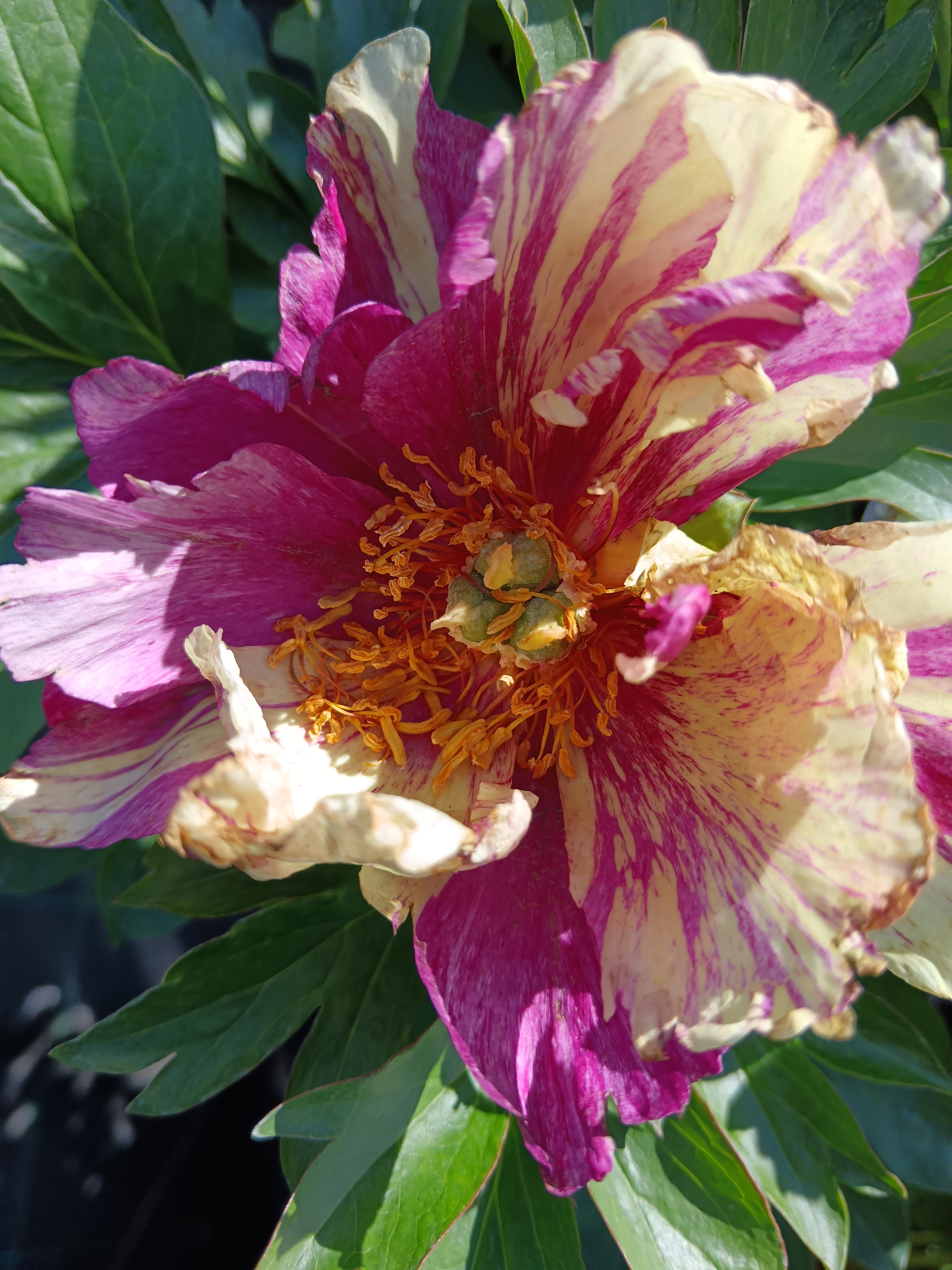 Fás szárú bazsarózsa (Paeonia ITOH Lollipop) - Kolibri kertészet