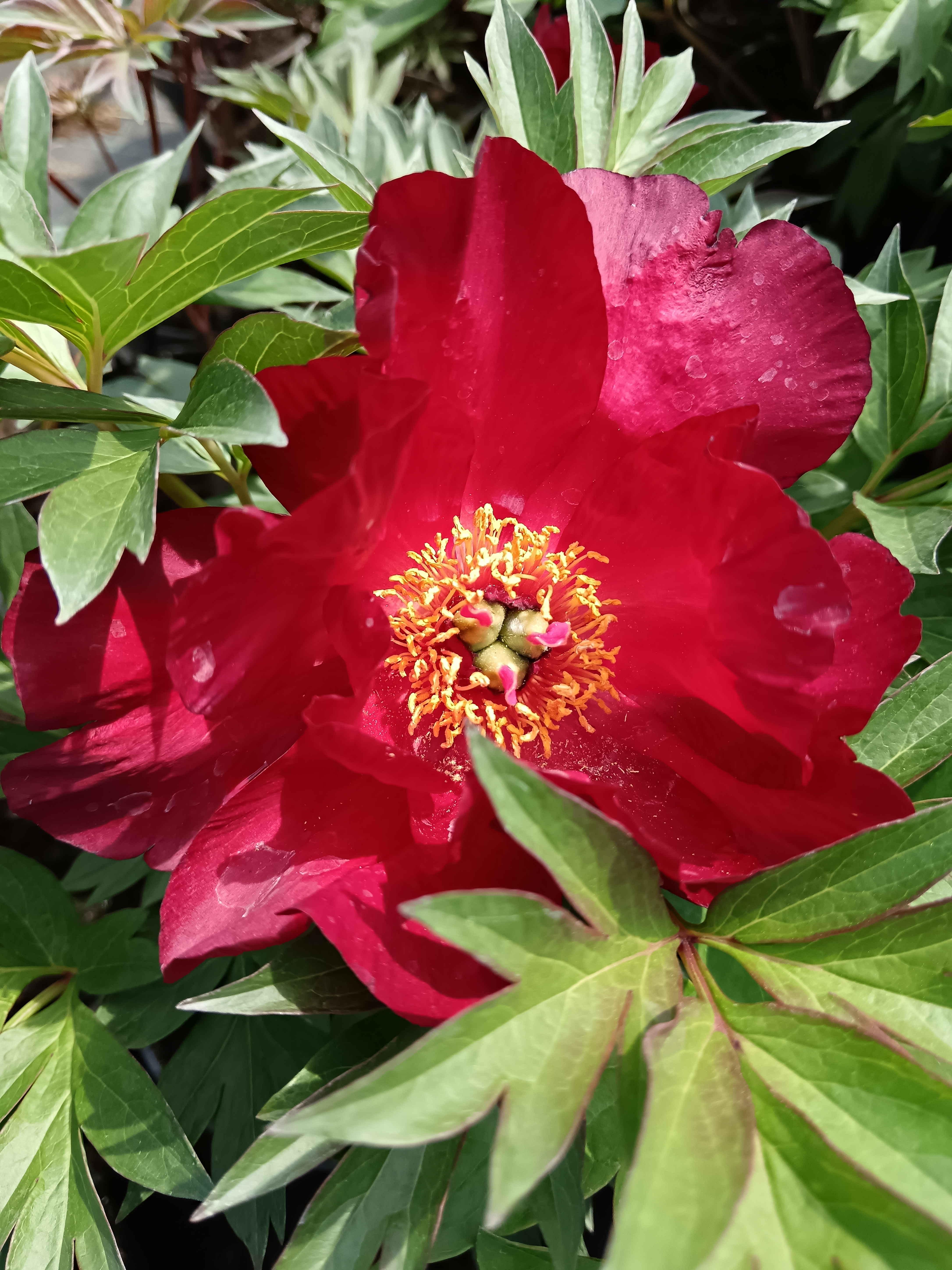 Fás bazsarózsa (Paeonia ITOH Scarlet Heaven) - Kolibri kertészet